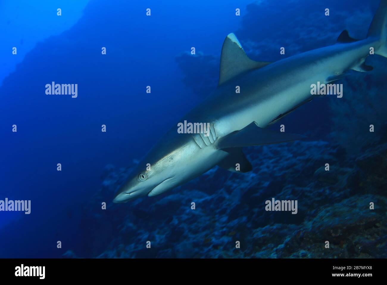 Auf den malediven carcharhinus amblyrhynchos -Fotos und -Bildmaterial ...