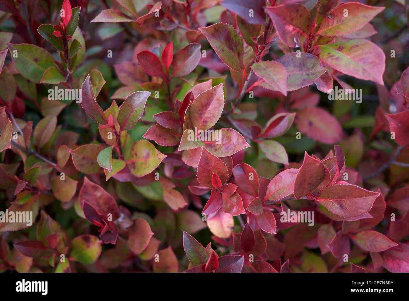 Photinia red robin strauch -Fotos und -Bildmaterial in hoher Auflösung ...