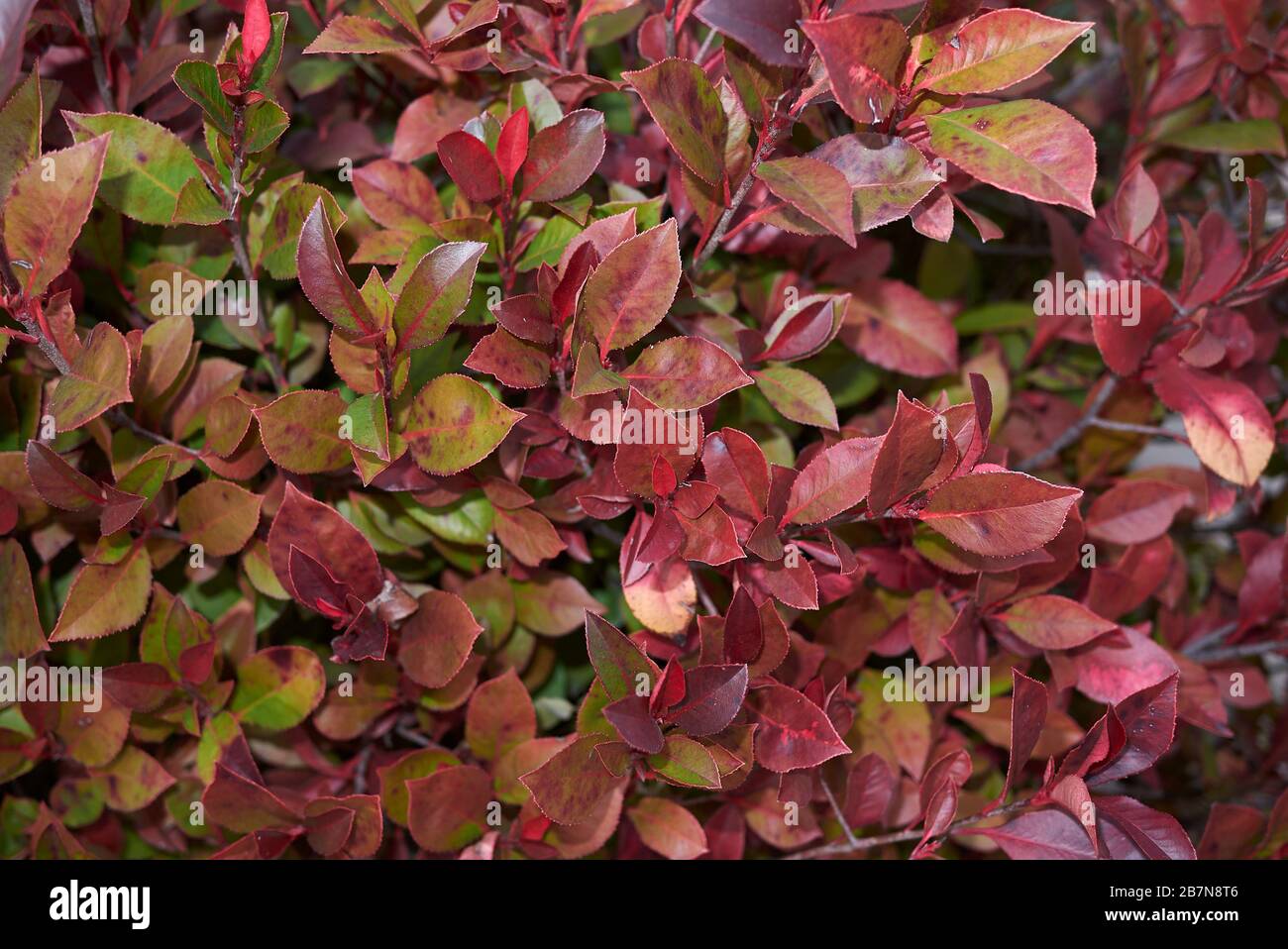 Photinia red robin foliage -Fotos und -Bildmaterial in hoher Auflösung ...