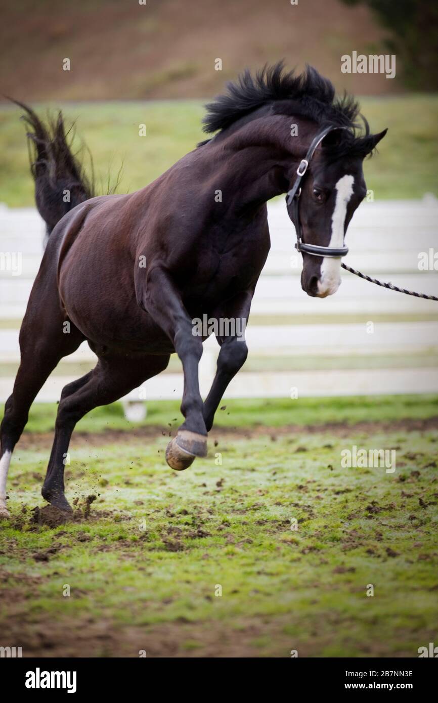 Schwarzes pferd im galopp -Fotos und -Bildmaterial in hoher Auflösung ...