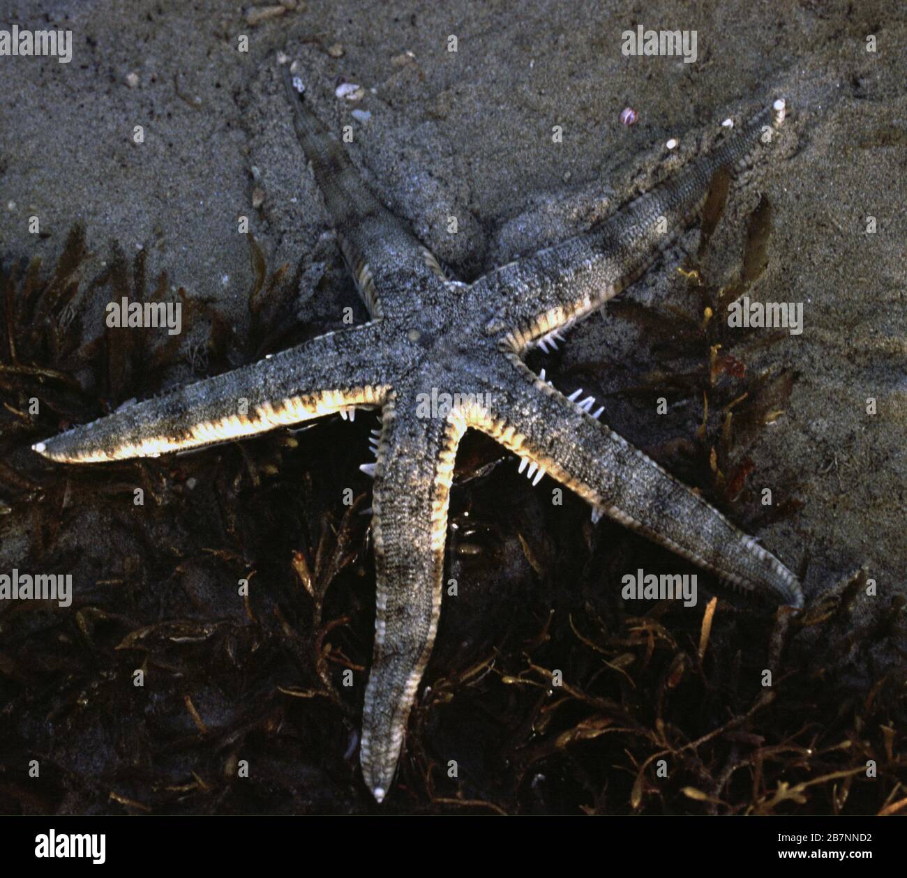 Seestern anatomie -Fotos und -Bildmaterial in hoher Auflösung - Seite 2 ...