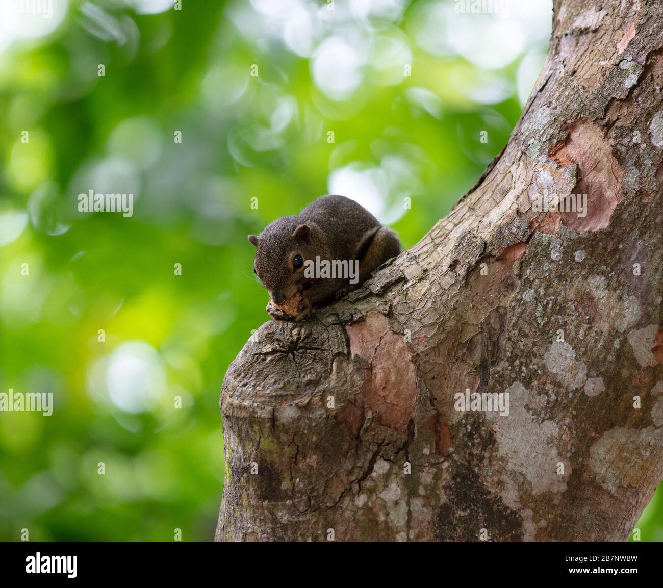 Singapur flora und fauna -Fotos und -Bildmaterial in hoher Auflösung ...