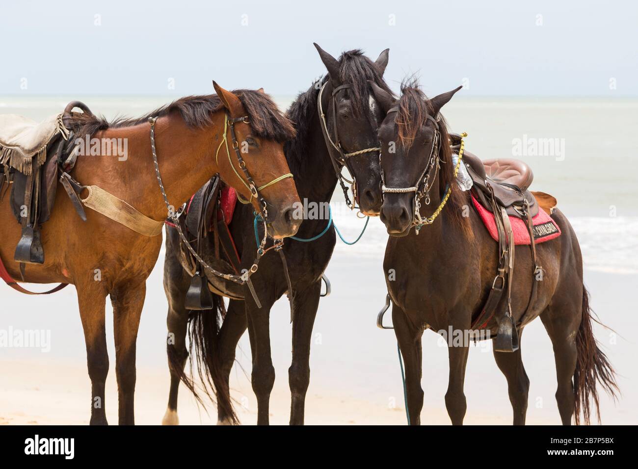 Drei pferde am strand -Fotos und -Bildmaterial in hoher Auflösung – Alamy