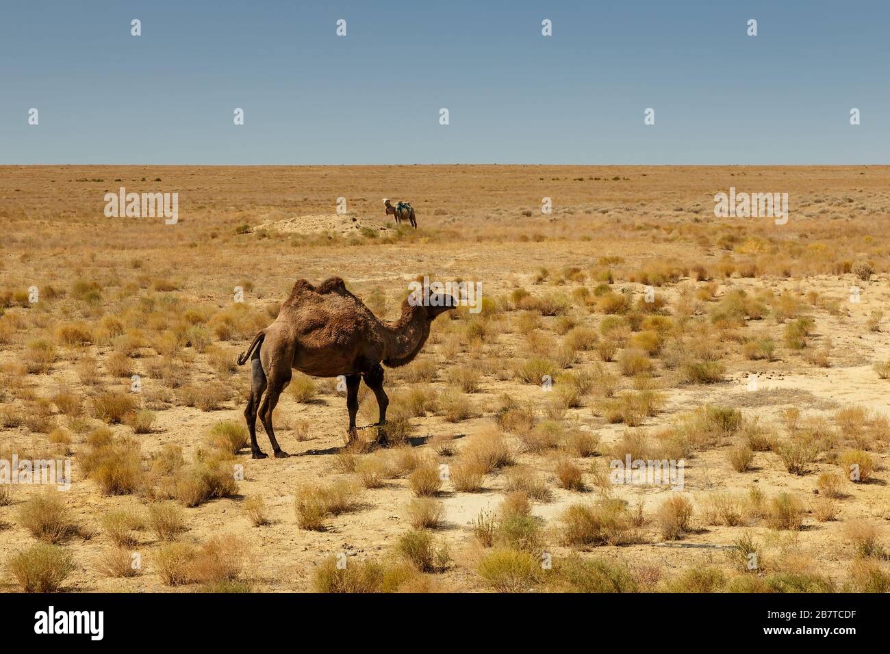 Bactrian kamel camelus kopf sand -Fotos und -Bildmaterial in hoher ...