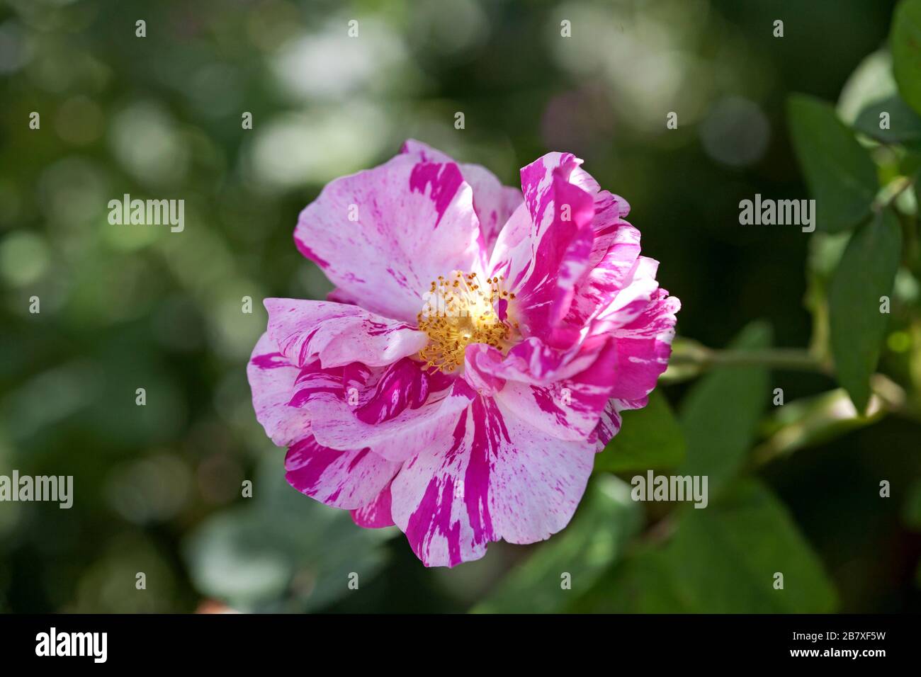 Rosa mundi versicolor -Fotos und -Bildmaterial in hoher Auflösung – Alamy