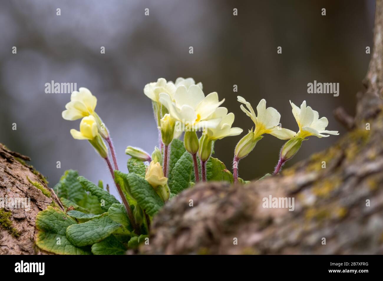 Primula vulgaris uk wild -Fotos und -Bildmaterial in hoher Auflösung ...