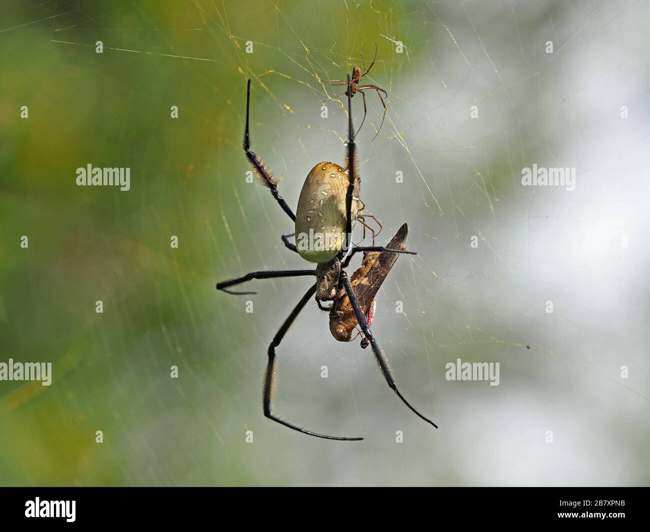Große weibliche Orb-Netzspinne (Trichonephila sp) mit dazugehörenden ...
