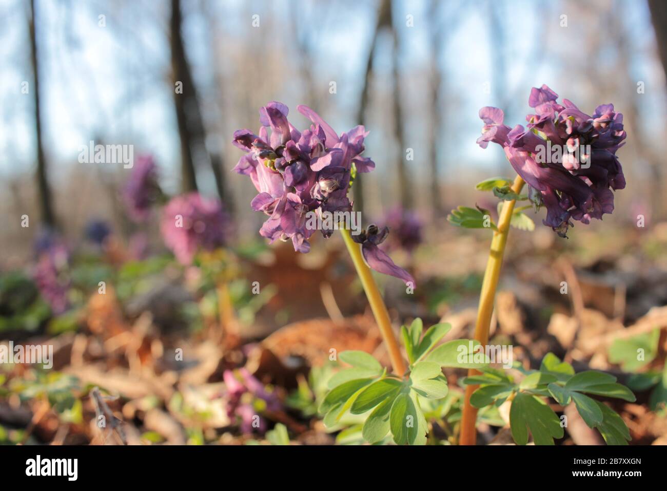 Lila vogel -Fotos und -Bildmaterial in hoher Auflösung – Alamy