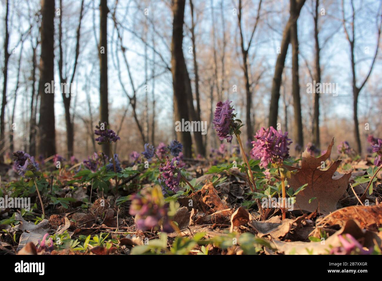 Lila vogel -Fotos und -Bildmaterial in hoher Auflösung – Alamy