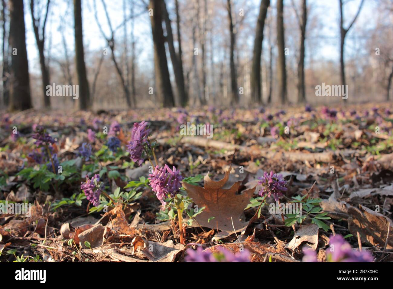 Lila vogel -Fotos und -Bildmaterial in hoher Auflösung – Alamy