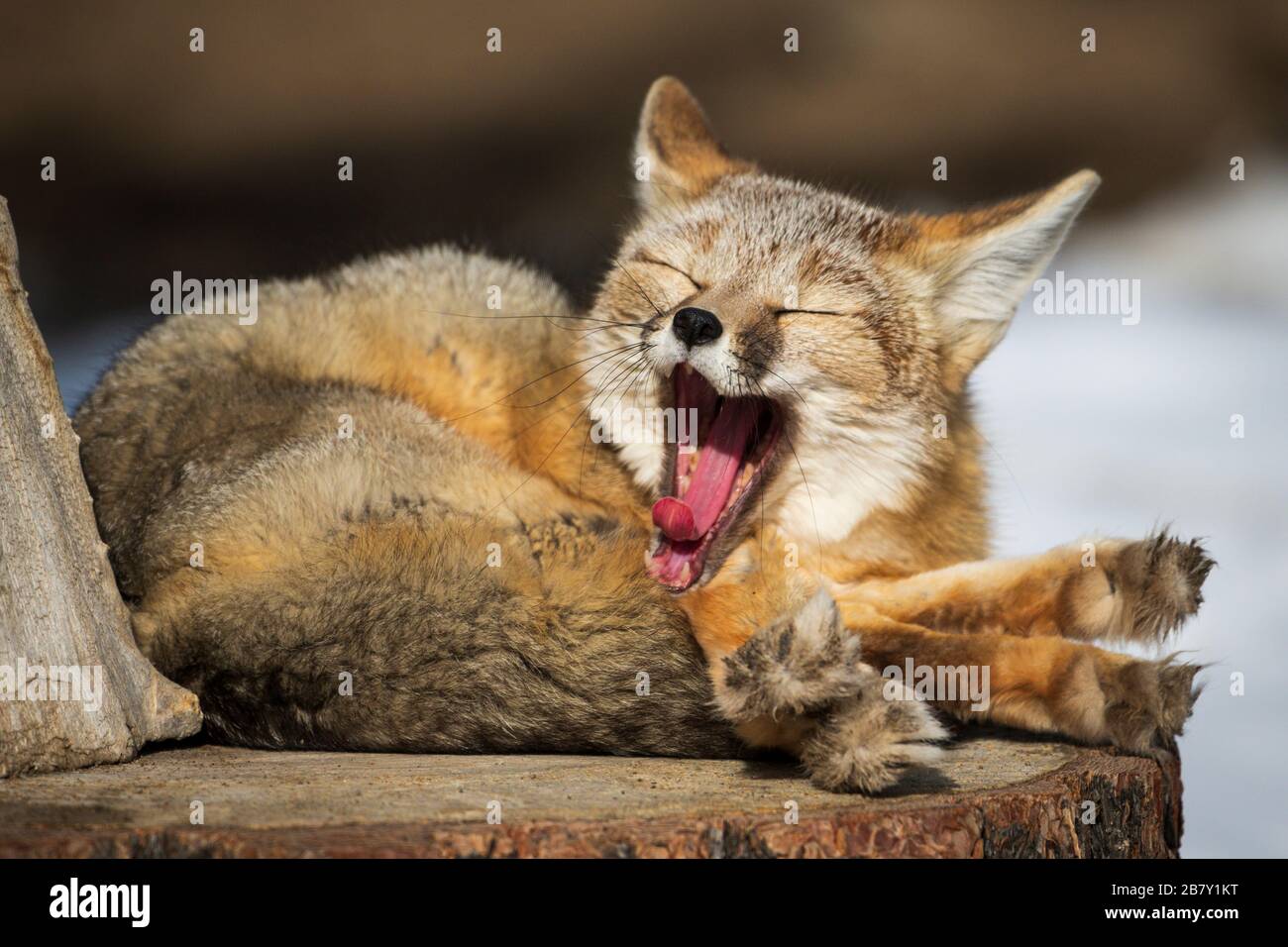 Kit fuchs in der sonne -Fotos und -Bildmaterial in hoher Auflösung – Alamy