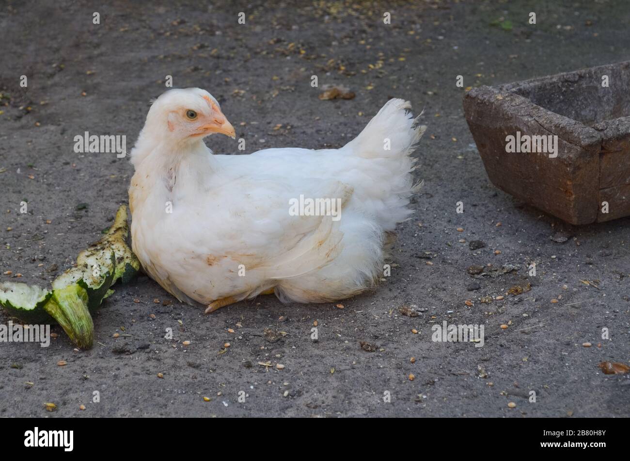Hühner essen Essen in der Farm. Hühner füttern mit Hornhäuschen im ...