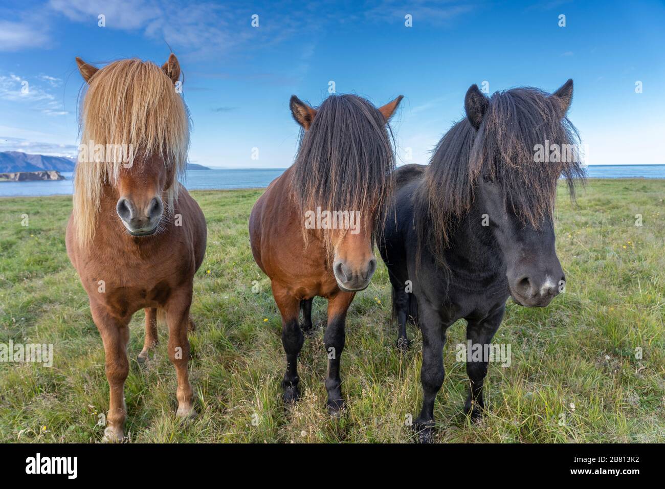 Islandpferd lustig -Fotos und -Bildmaterial in hoher Auflösung – Alamy