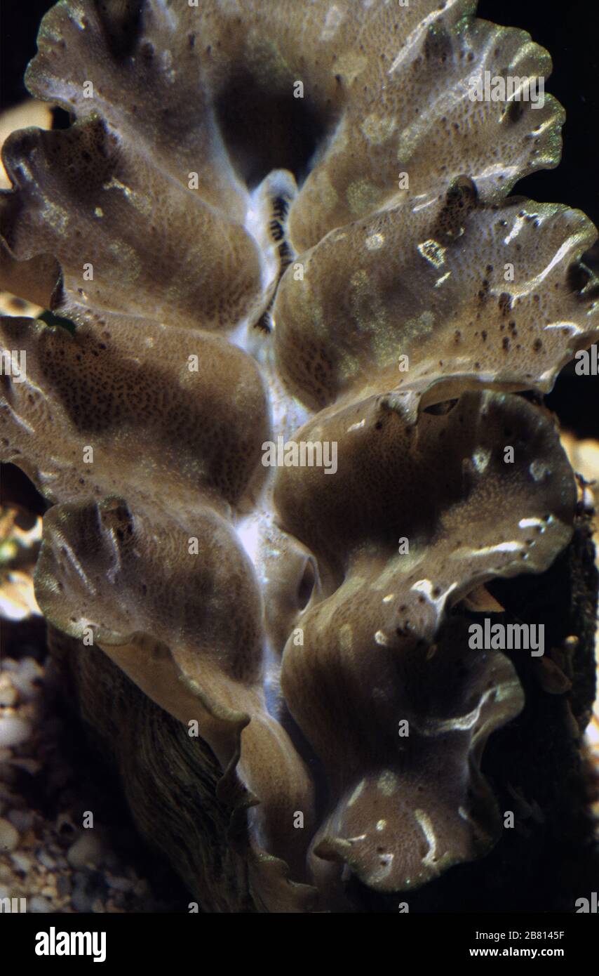 Maxima Giant Clam, Tridacna maxima Stockfotografie - Alamy