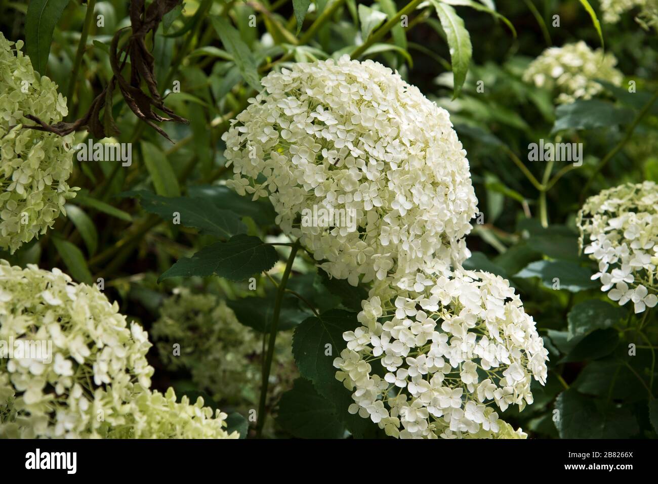 Hydrangea arborescens annabelle white shrub -Fotos und -Bildmaterial in ...