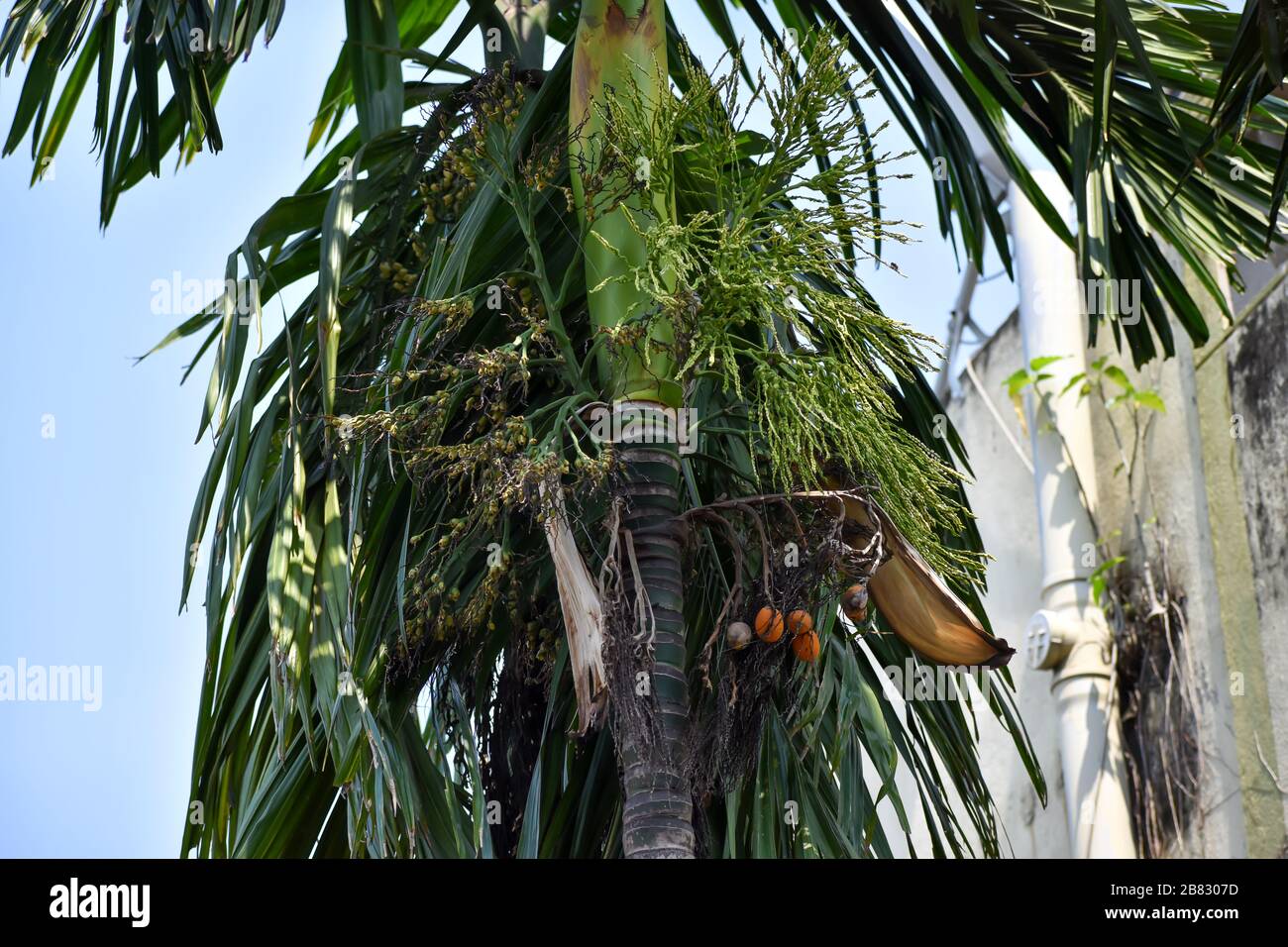 Palme Wachst Schief