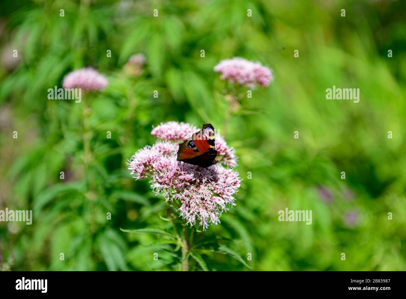 Eupatorium atropurpureum -Fotos und -Bildmaterial in hoher Auflösung ...