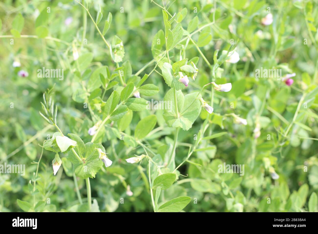 Erbse pflanzen -Fotos und -Bildmaterial in hoher Auflösung – Alamy