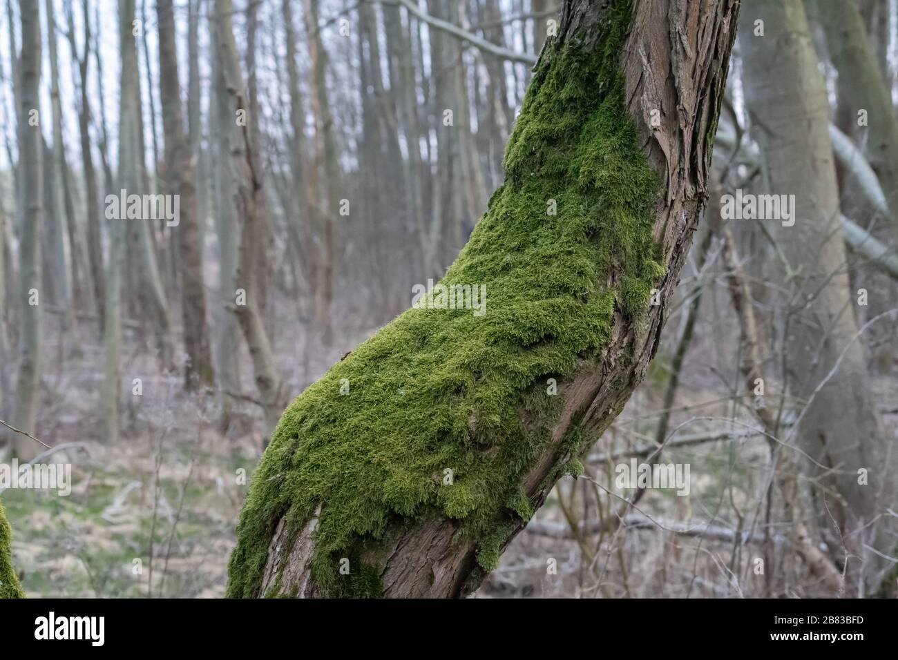 Braune moosseite -Fotos und -Bildmaterial in hoher Auflösung – Alamy