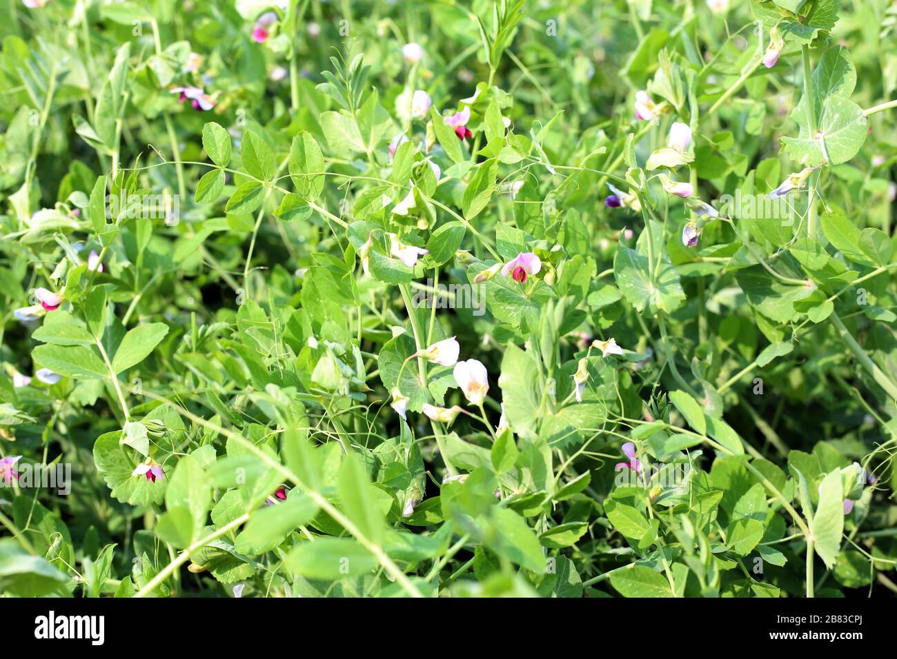 Ackererbsen rezept -Fotos und -Bildmaterial in hoher Auflösung – Alamy