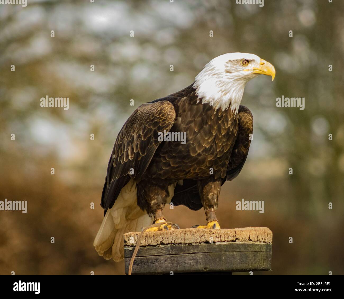 Geier Schnabel Stockfotos und -bilder Kaufen - Alamy