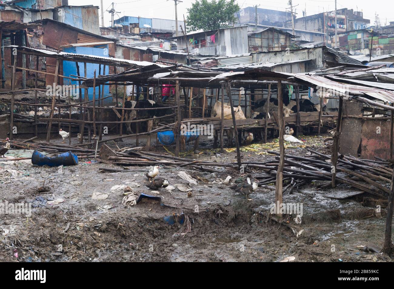 Urban no Graze Farm in Mathare Slum, Nairobi, Kenia. Mathare ist eine ...