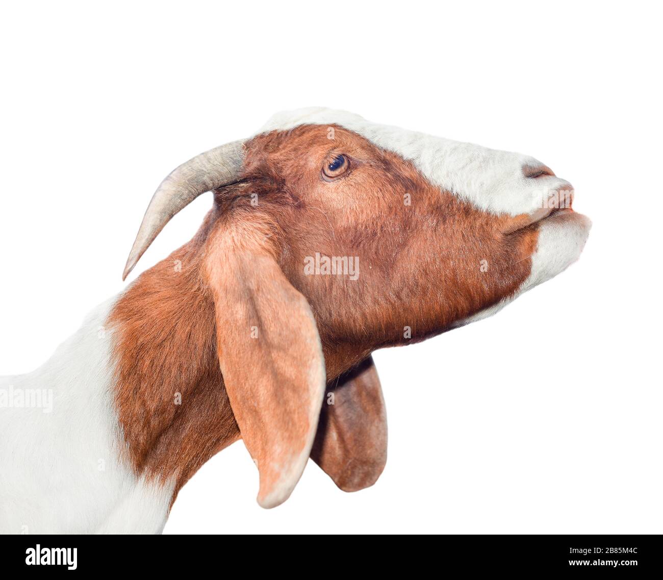 Gefleckte Ziege Stockfotos & Gefleckte Ziege Bilder - Alamy