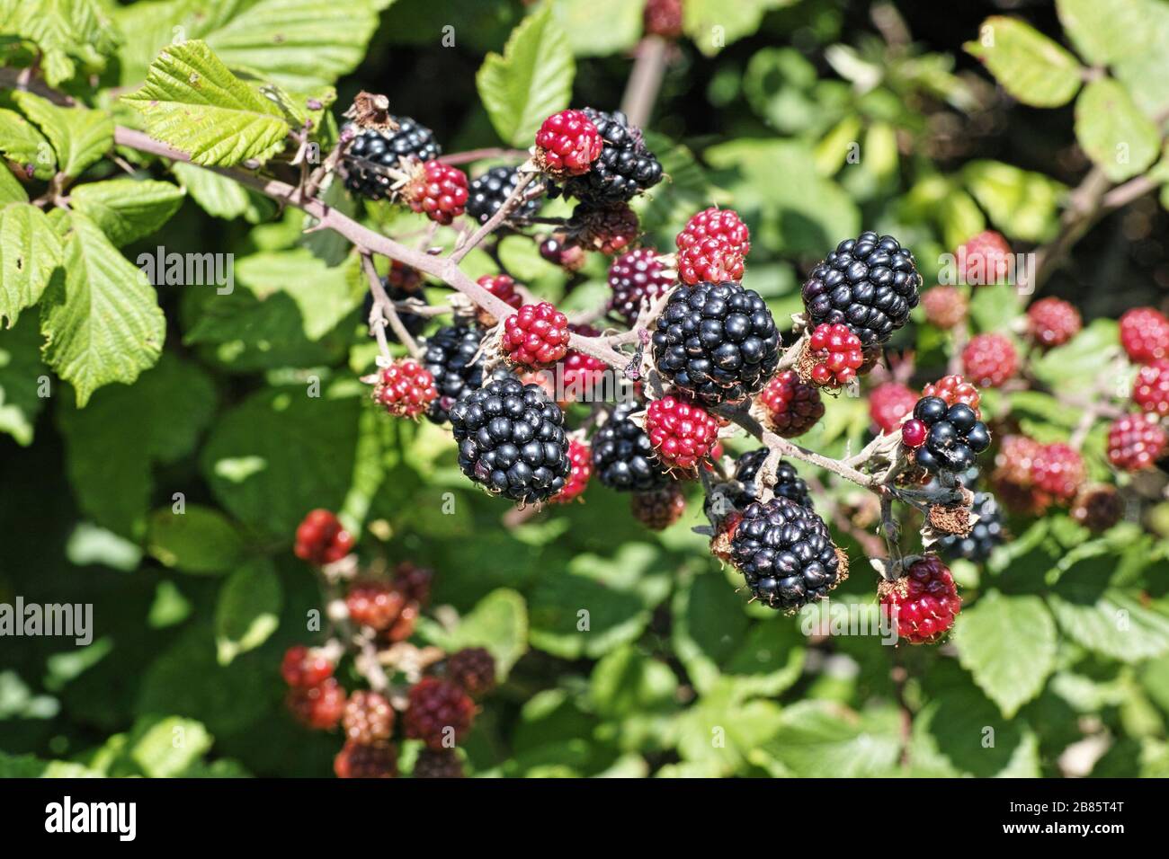 Wilde Brombeere Stockfotos und -bilder Kaufen - Alamy