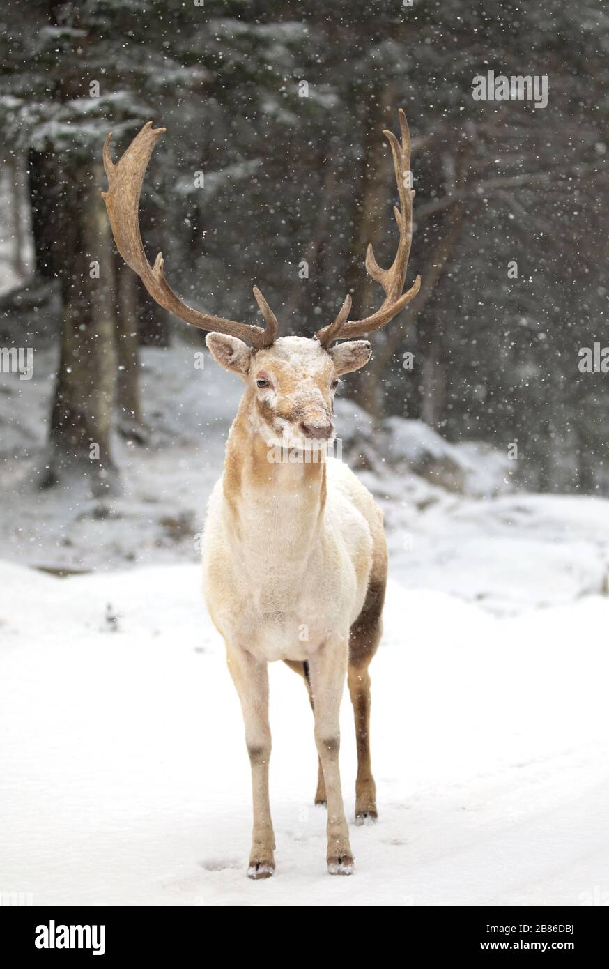 Hirsch Damwild (Dama Dama) mit großem Geweih stellt in einem Winter in ...