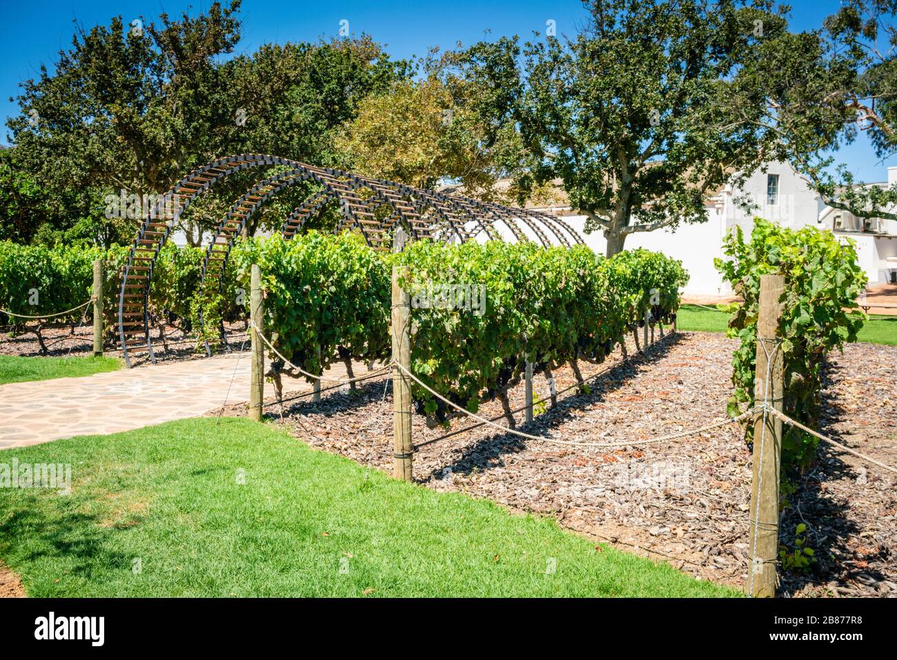 Reben reben weinberg weinbau weinanbau -Fotos und -Bildmaterial in ...
