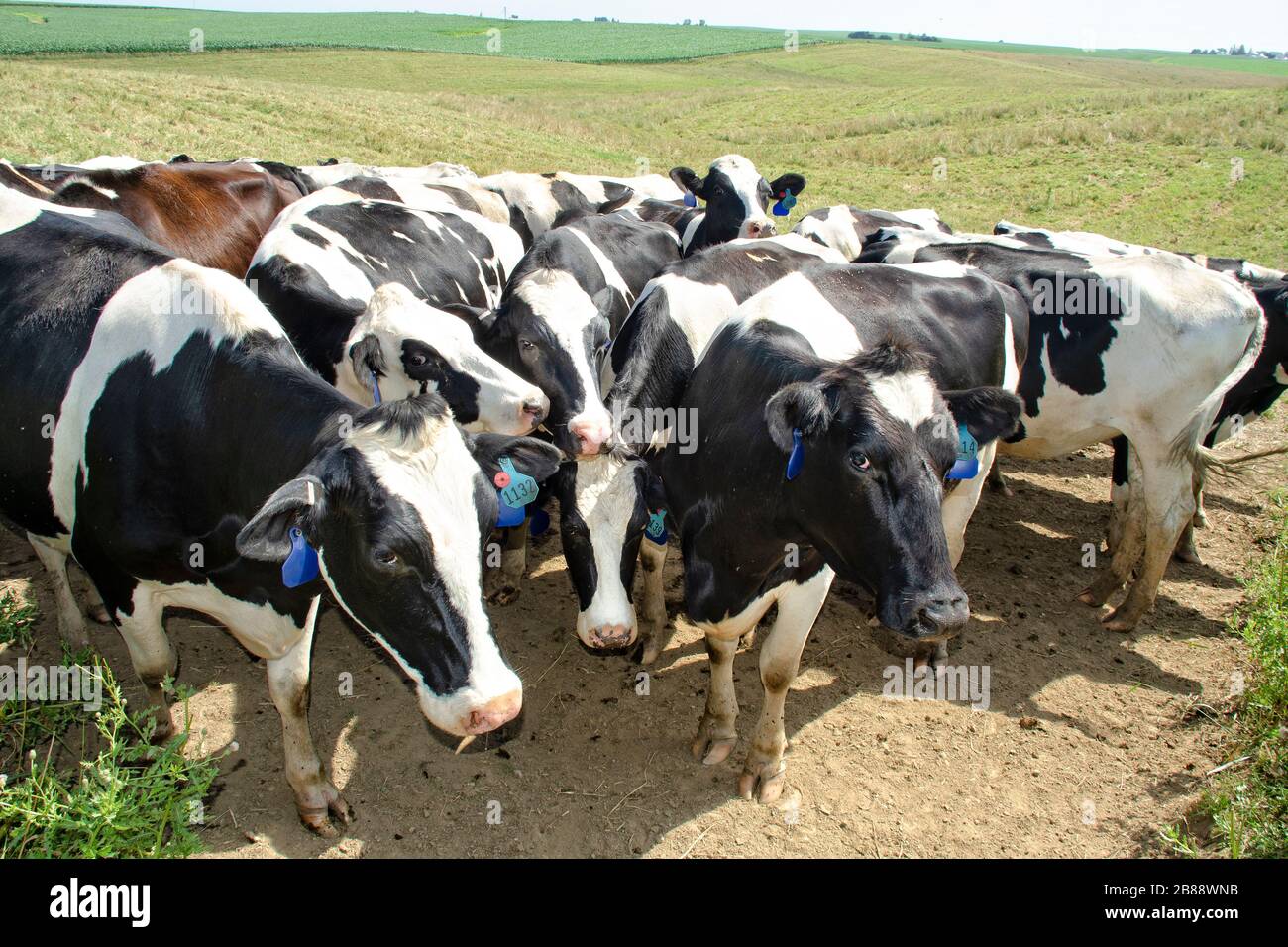 Eine Herde von Kühen, die auf einem Feld zusammen stehen ...