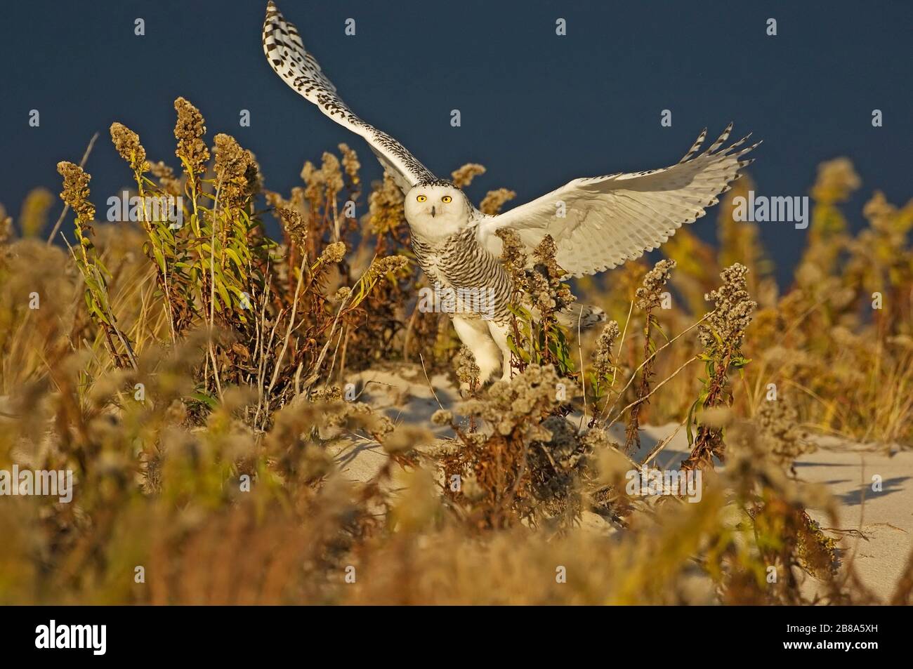 Fliegende eulen -Fotos und -Bildmaterial in hoher Auflösung – Alamy