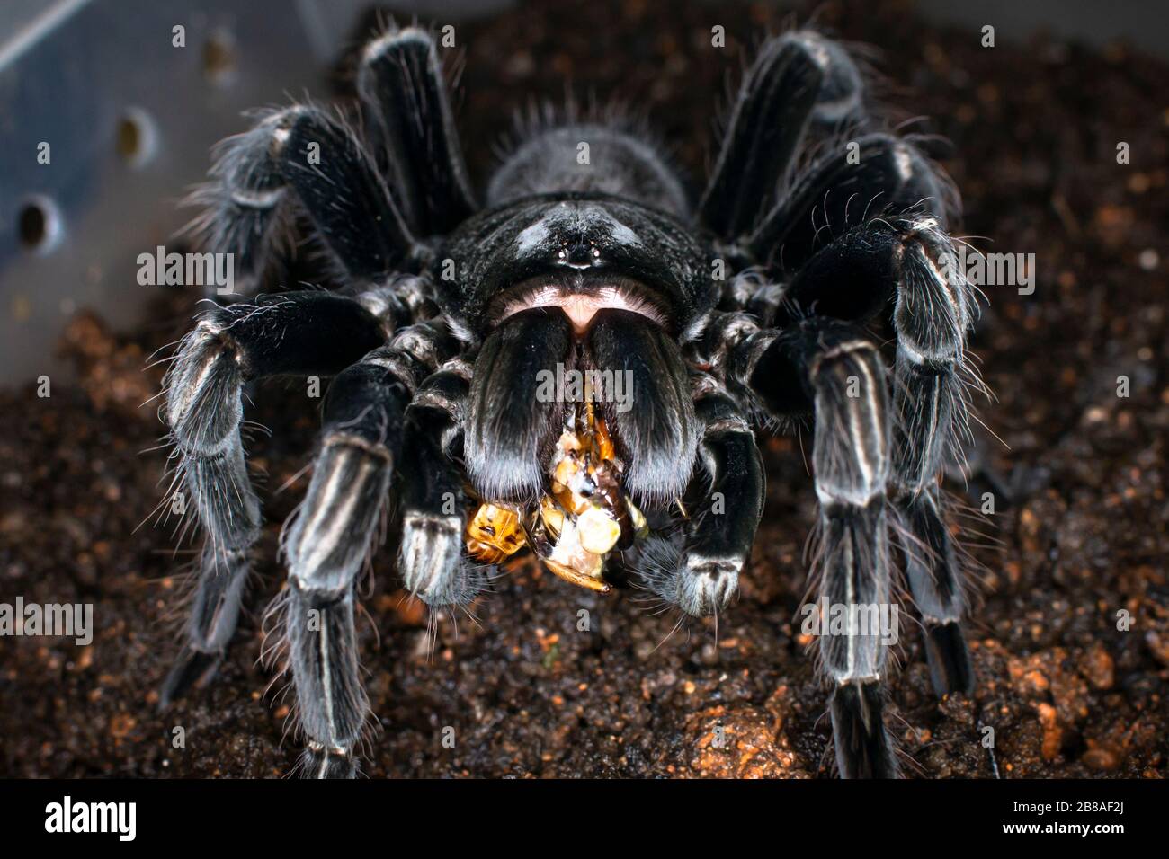 Pamphobeteus sp. Goliath isst Grillen Stockfotografie - Alamy