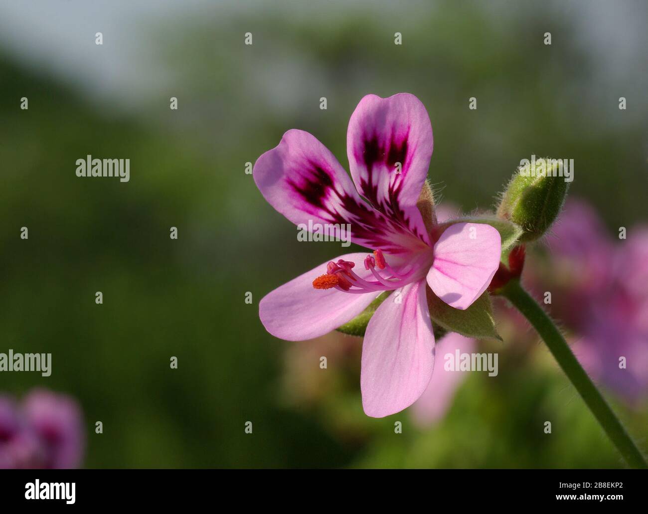 Pelargonium sp -Fotos und -Bildmaterial in hoher Auflösung – Alamy
