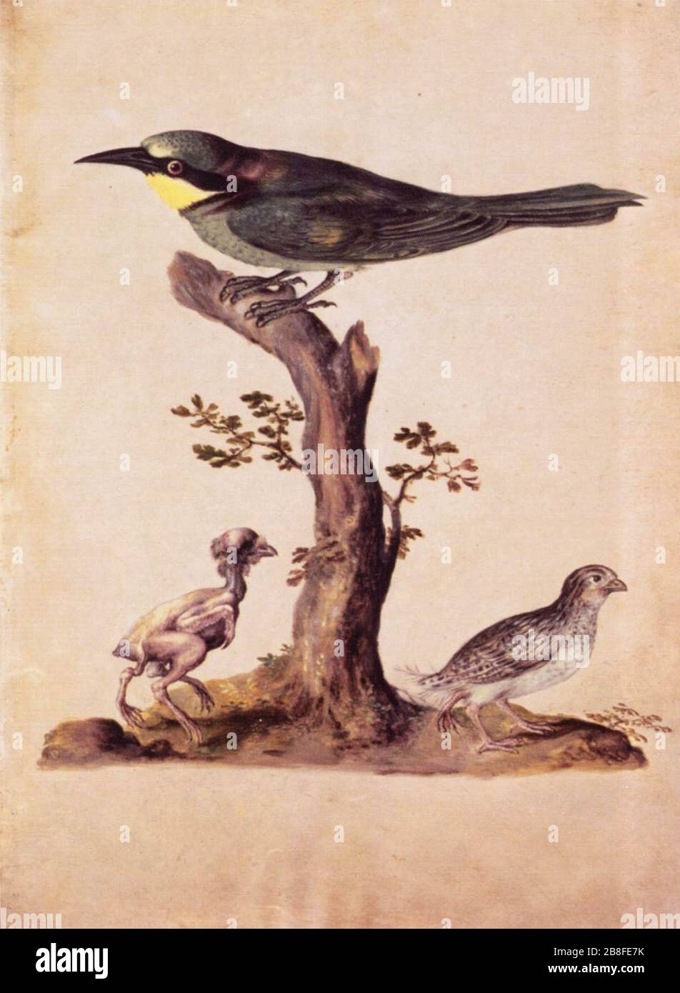 Giuseppe arcimboldo -Fotos und -Bildmaterial in hoher Auflösung - Seite ...