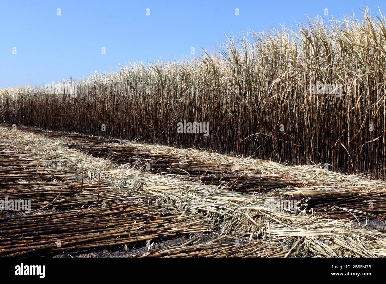 Zuckerrohr, Zuckerrohrplantage, Zuckerrohrfeld wird zur Ernte verbrannt ...