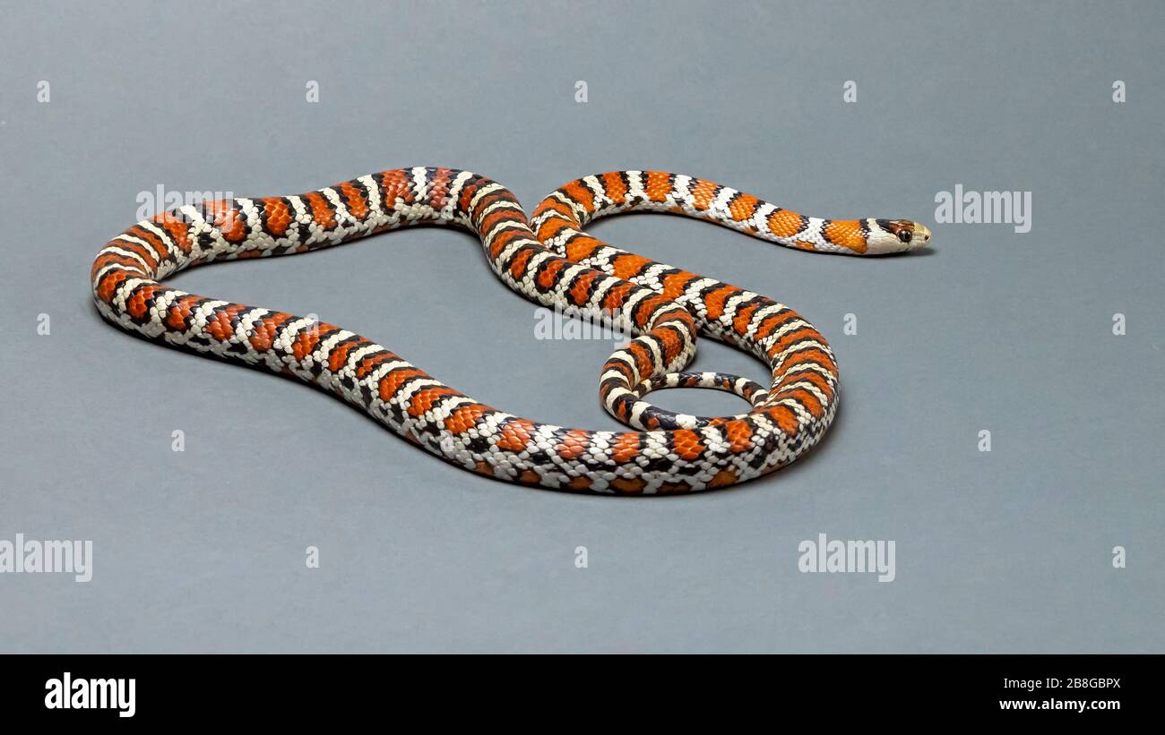 Arizona mountain kingsnake -Fotos und -Bildmaterial in hoher Auflösung ...