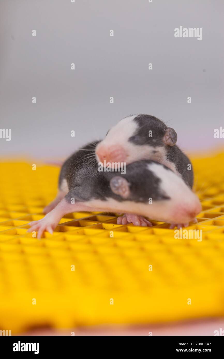 Husky ratten -Fotos und -Bildmaterial in hoher Auflösung – Alamy