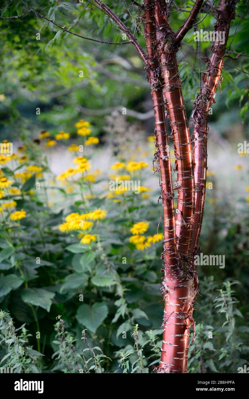 Prunus Serrula Tibetan Stockfotos und -bilder Kaufen - Alamy