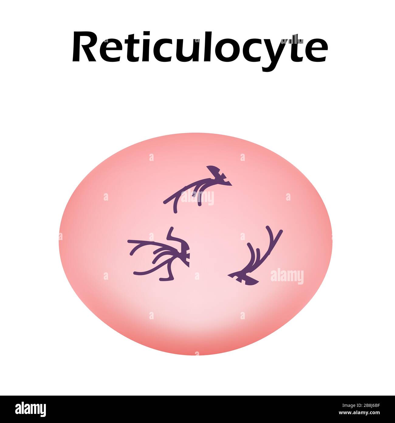 Die Struktur der Erythrozyten. Erythrozyten-Blutzelle. Die Struktur der ...