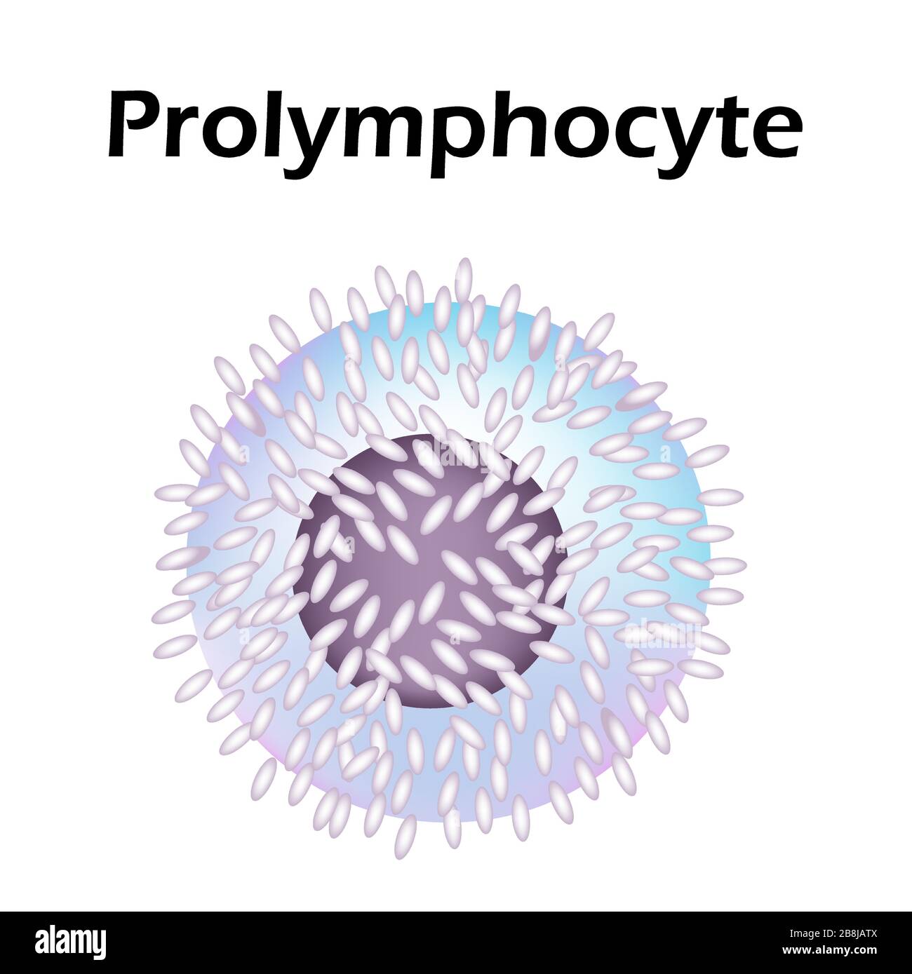 Die Struktur der Lymphozyte. Lymphozyten Blutkörperchen. Immunität der ...