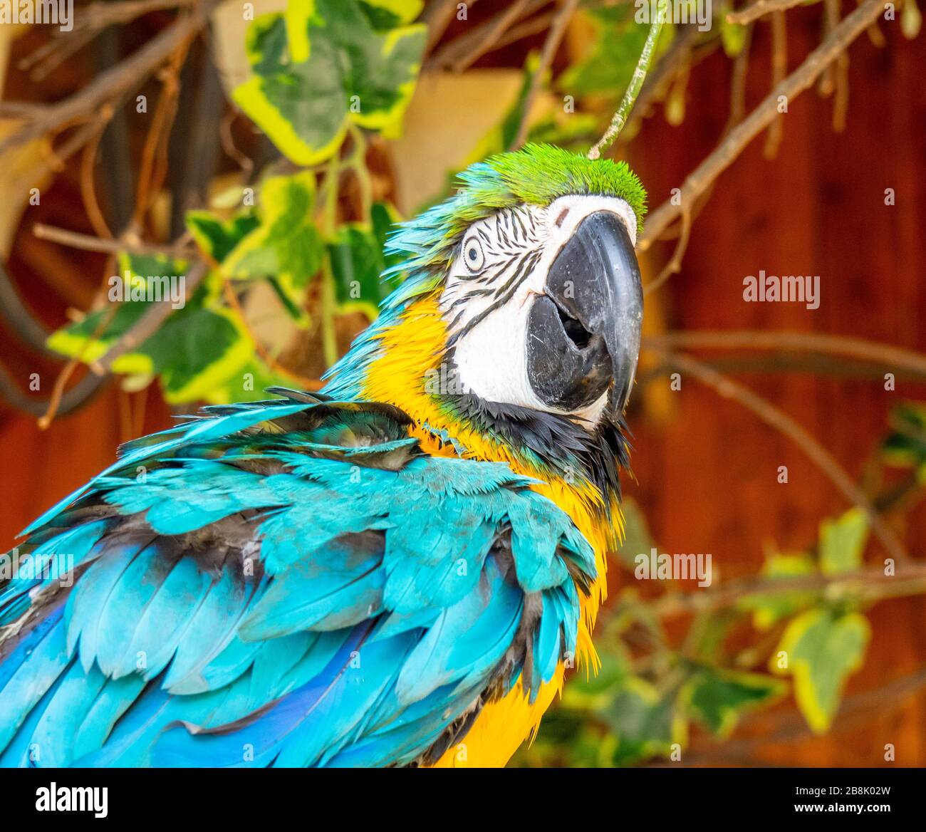 Kl turm mini zoo -Fotos und -Bildmaterial in hoher Auflösung – Alamy