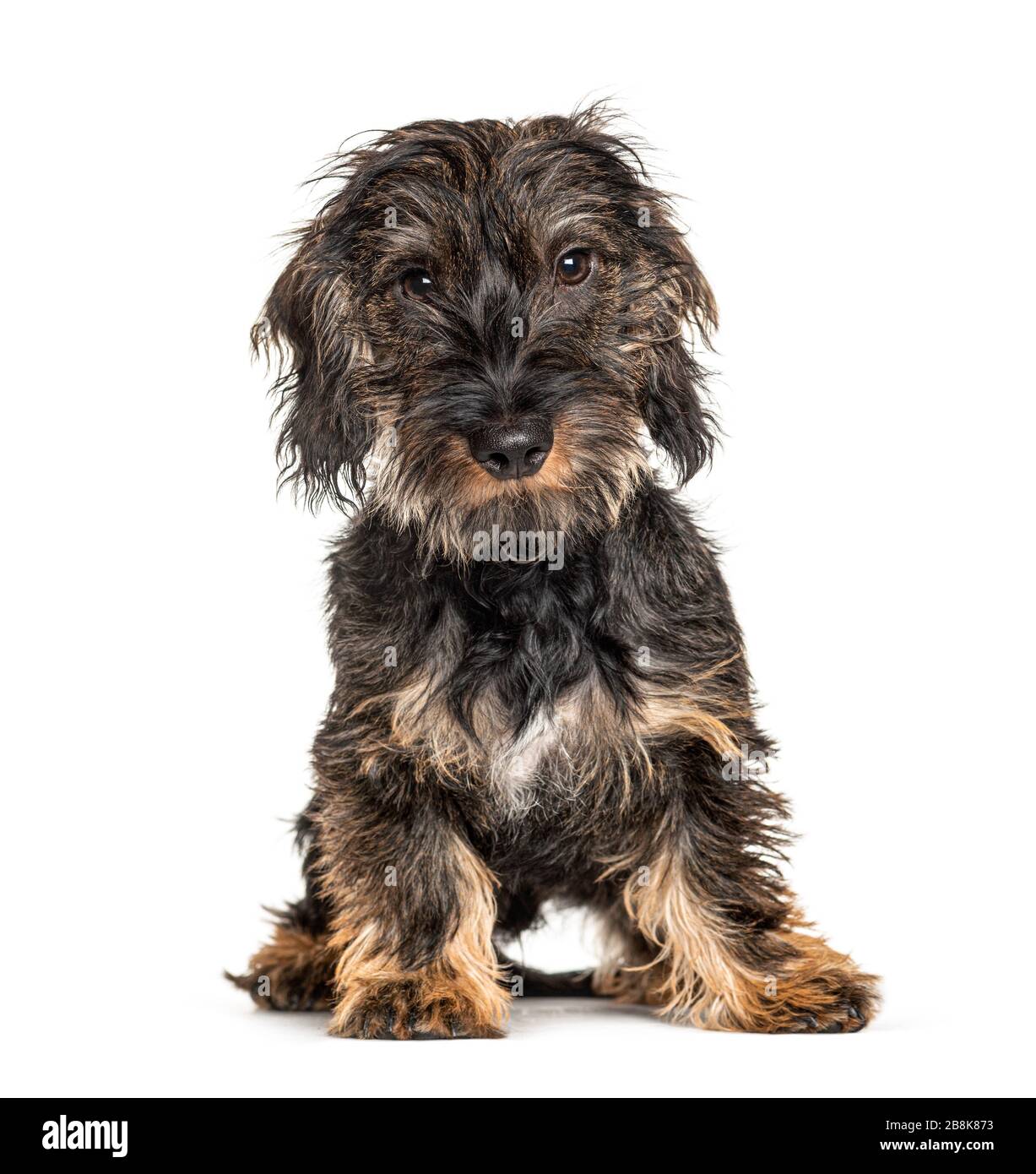 Sitzender langhaariger dackel -Fotos und -Bildmaterial in hoher ...