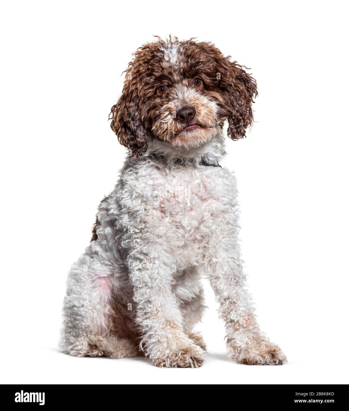 Sitzender Lagotto Romagnolo Hund mit Blick auf die Kamera, isoliert auf ...