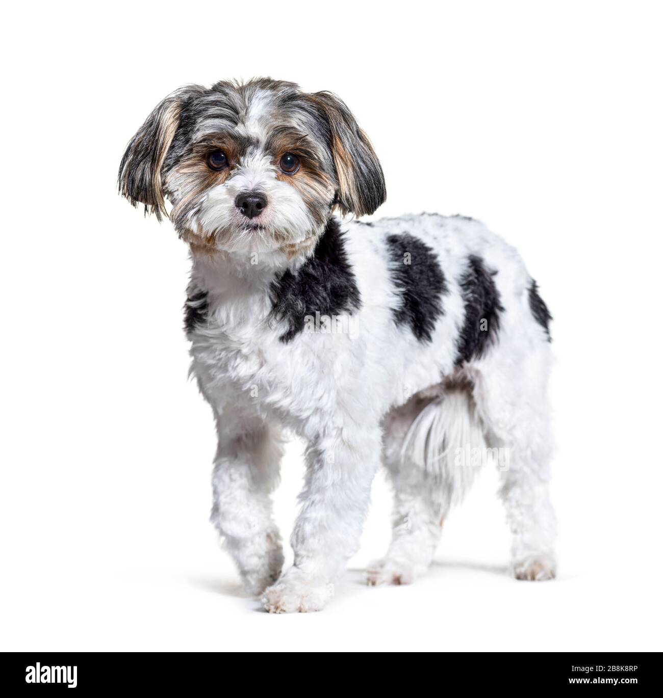Biewer terrier -Fotos und -Bildmaterial in hoher Auflösung – Alamy