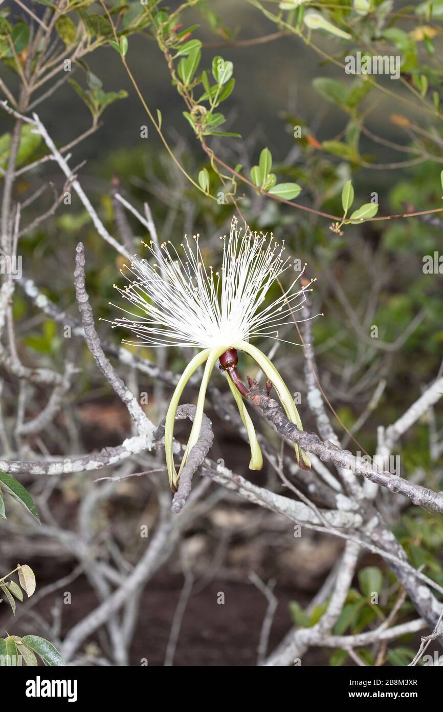 Blume des embirucu pseudobombax sp -Fotos und -Bildmaterial in hoher ...