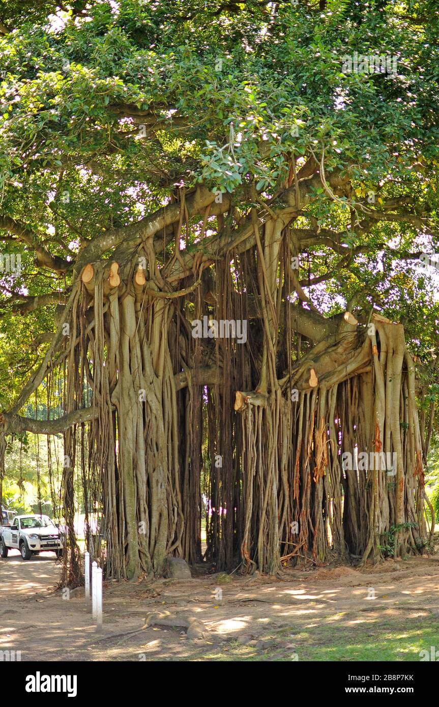 Banyan Tree In Botanical Garden Stockfotos und -bilder Kaufen - Alamy
