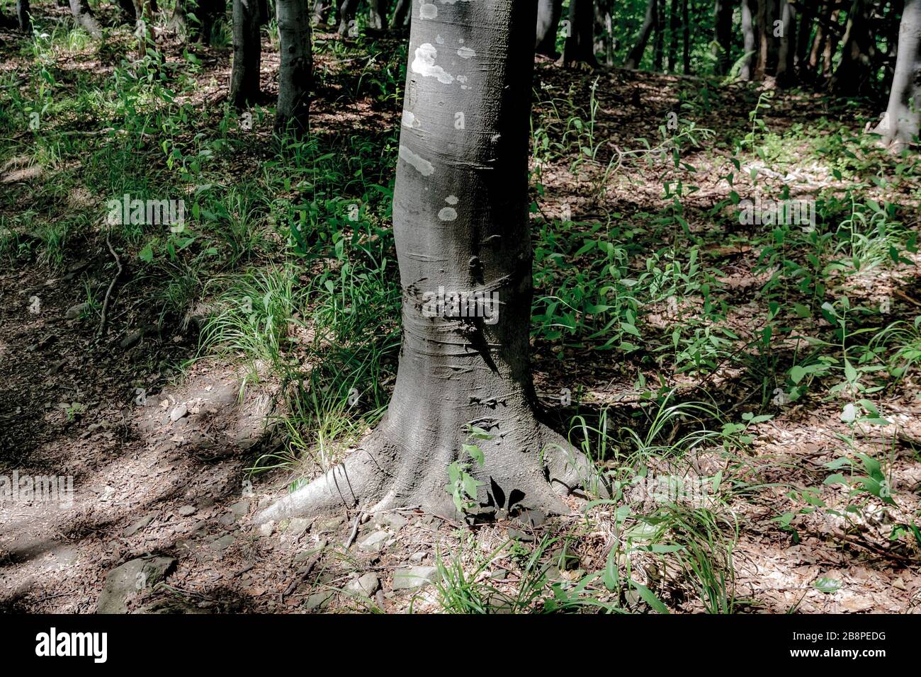 Straße zum Gipfel Łopiennik im Bieszczady-Gebirge Stockfotografie - Alamy