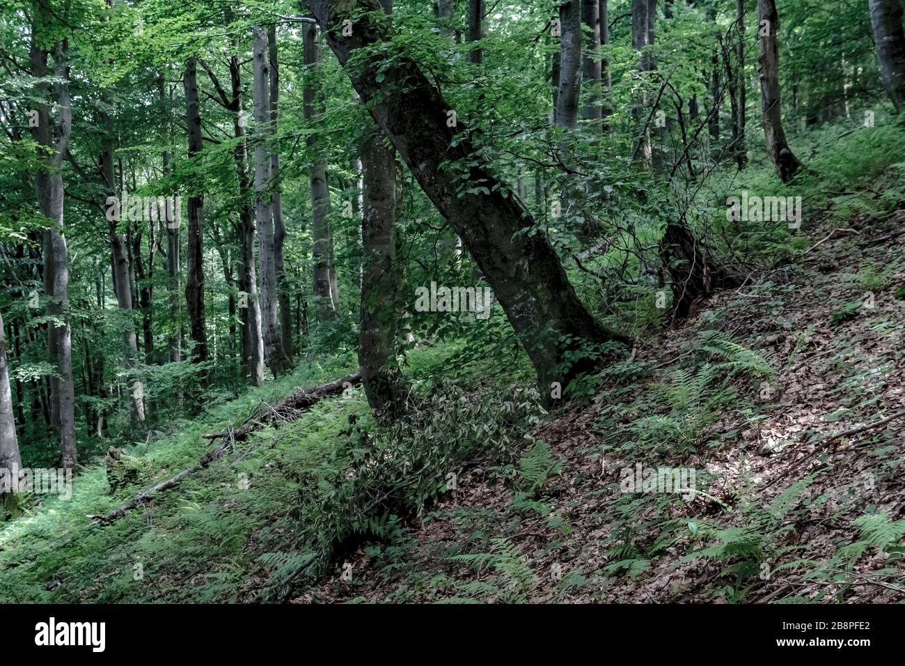 Straße zum Gipfel Łopiennik im Bieszczady-Gebirge Stockfotografie - Alamy