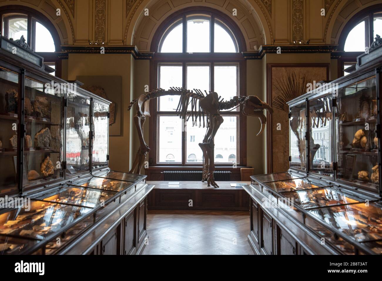 Rex bei den dinosauriern ausstellung im naturhistorischen museum -Fotos ...